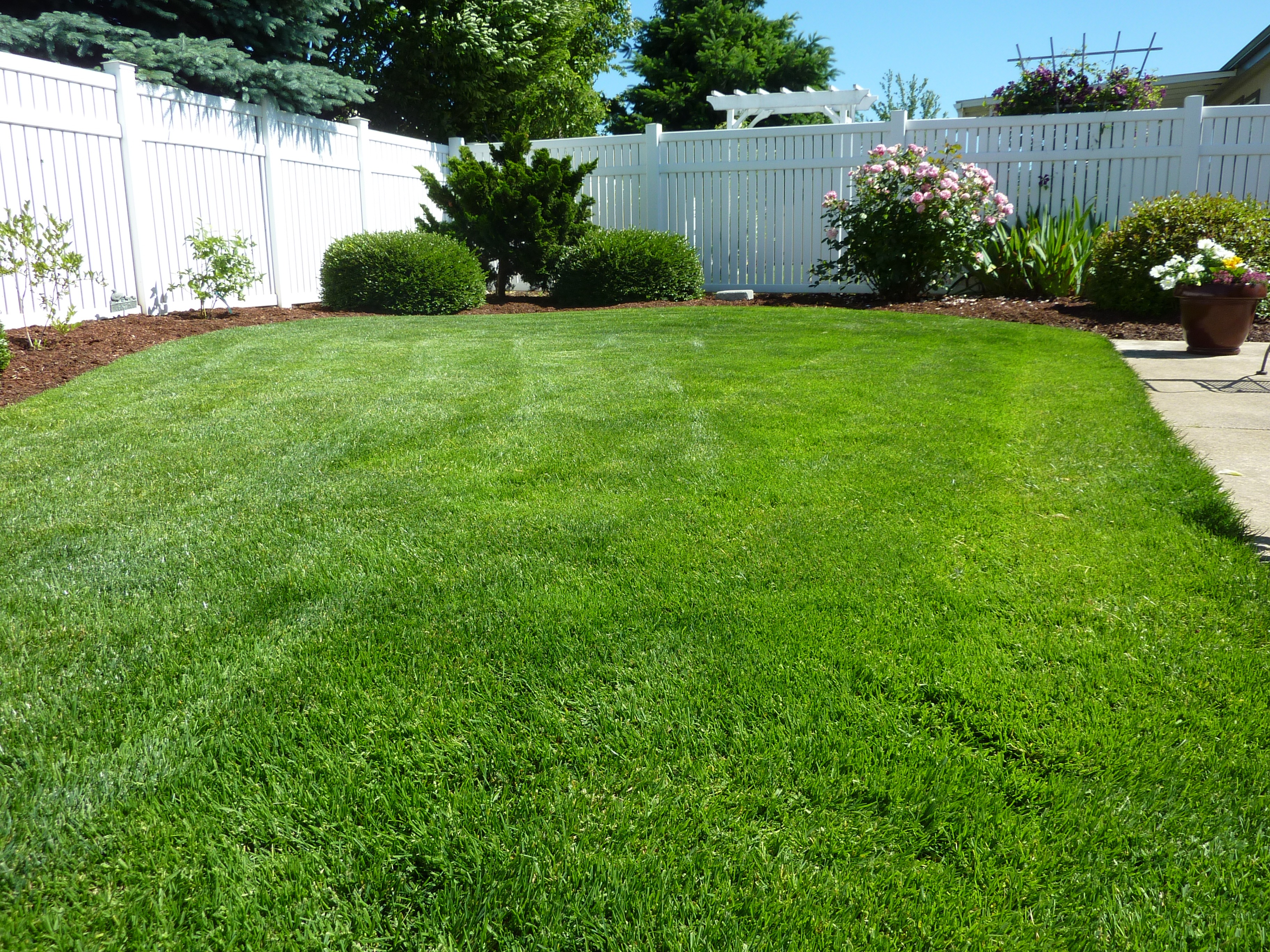 Top 5 Drought-Resistant Grass Varieties for Alabama | Keeping Your Lawn ...
