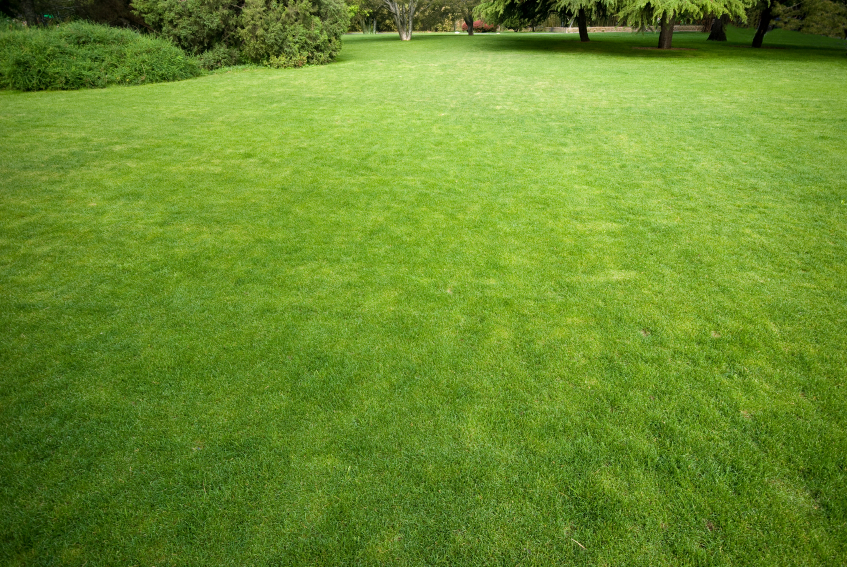 The Best Grass for Alabama Lawns | Envirogreen | Best Grass Seeds, Best ...